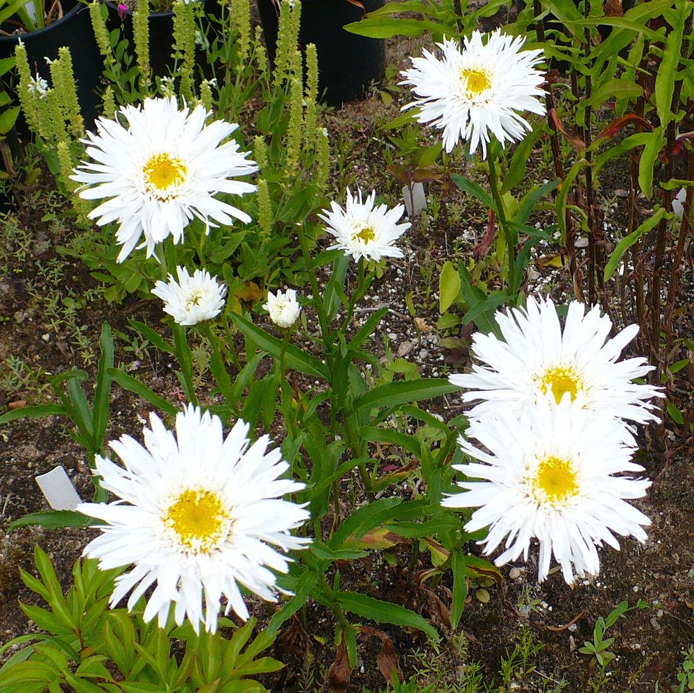 Shasta Daisies: Plant Care and Collection of Varieties - Garden.org