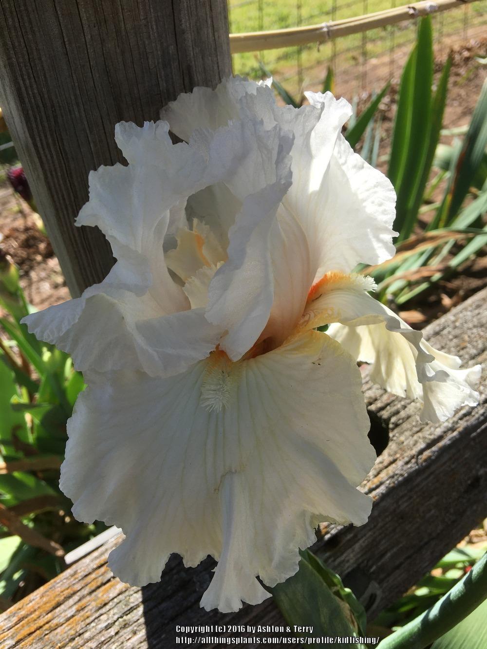 Tall Bearded Iris (Iris 'Bride's Blush') in the Irises Database ...