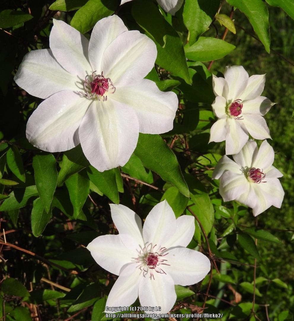 Photo of the bloom of Clematis 'Miss Bateman' posted by Mieko2 - Garden.org
