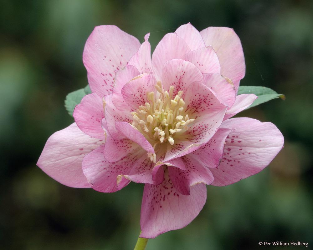 Hellebore (Helleborus 'Phoebe') in the Hellebores Database - Garden.org