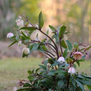 Hellebore (Helleborus Frostkiss™ Winterbells) in the Hellebores ...