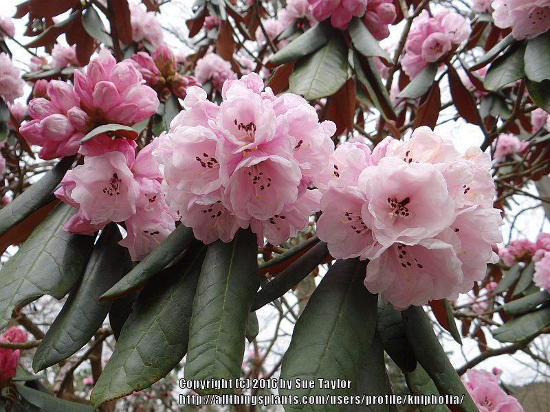 Rhododendron (Rhododendron fulvum) in the Rhododendrons Database ...