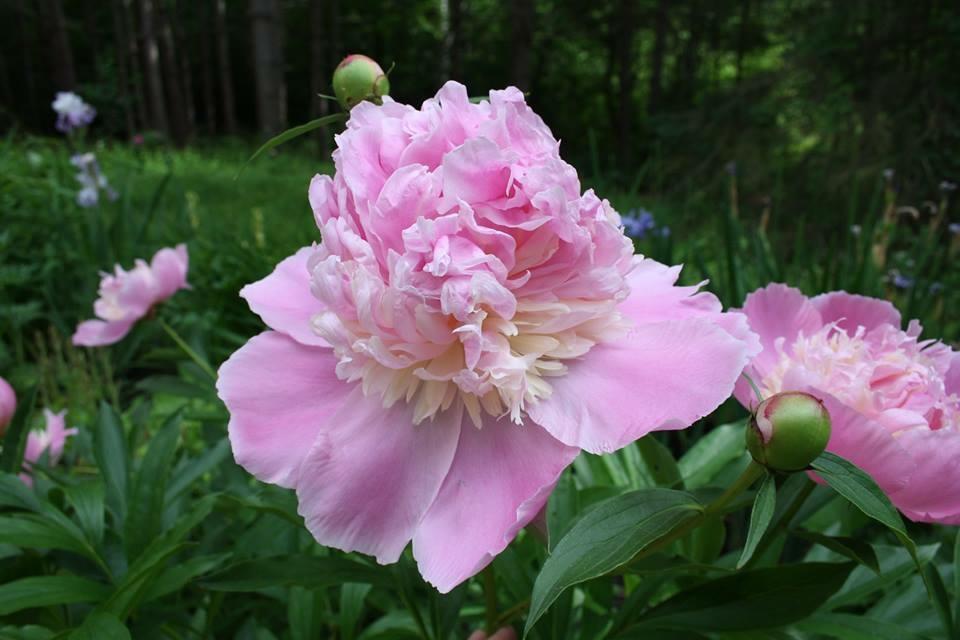 Photo of the bloom of Peony (Paeonia lactiflora 'Raspberry Sundae ...