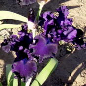 Tall Bearded Iris (Iris 'Night Ruler') in the Irises Database - Garden.org