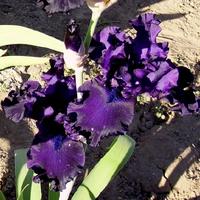 Tall Bearded Iris (Iris 'Night Ruler') in the Irises Database - Garden.org