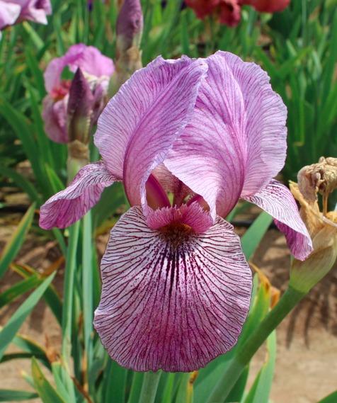 Arilbred Iris (Iris 'Alakazam') in the Irises Database - Garden.org