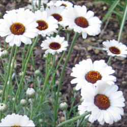 Moroccan Daisy (Rhodanthemum hosmariense 'Casablanca') - Garden.org