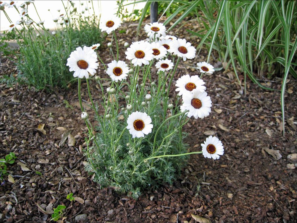 Moroccan Daisy (Rhodanthemum hosmariense 'Casablanca') - Garden.org