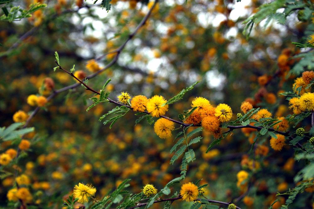 Photo of the bloom of Texas Huisache (Acacia smallii) posted by ...