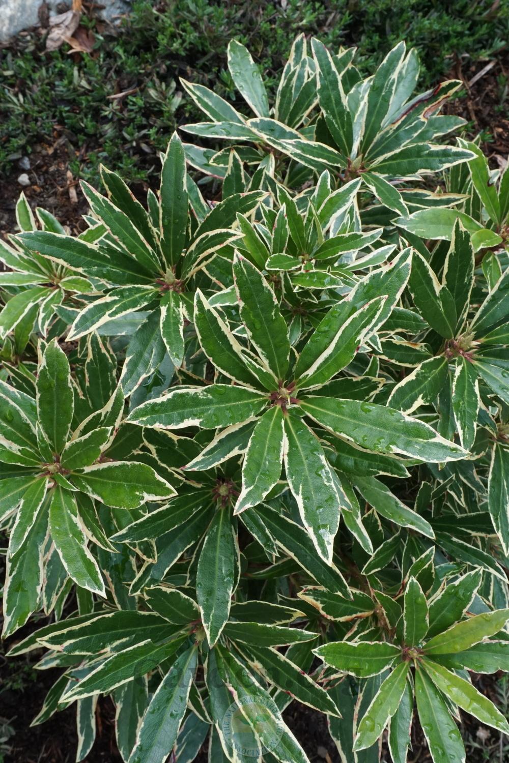 Photo of the leaves of Rhododendron (Rhododendron ponticum 'Variegatum ...