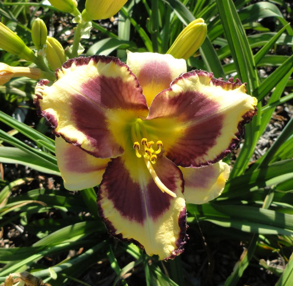 Daylily (Hemerocallis 'Love of Ruth') in the Daylilies Database ...