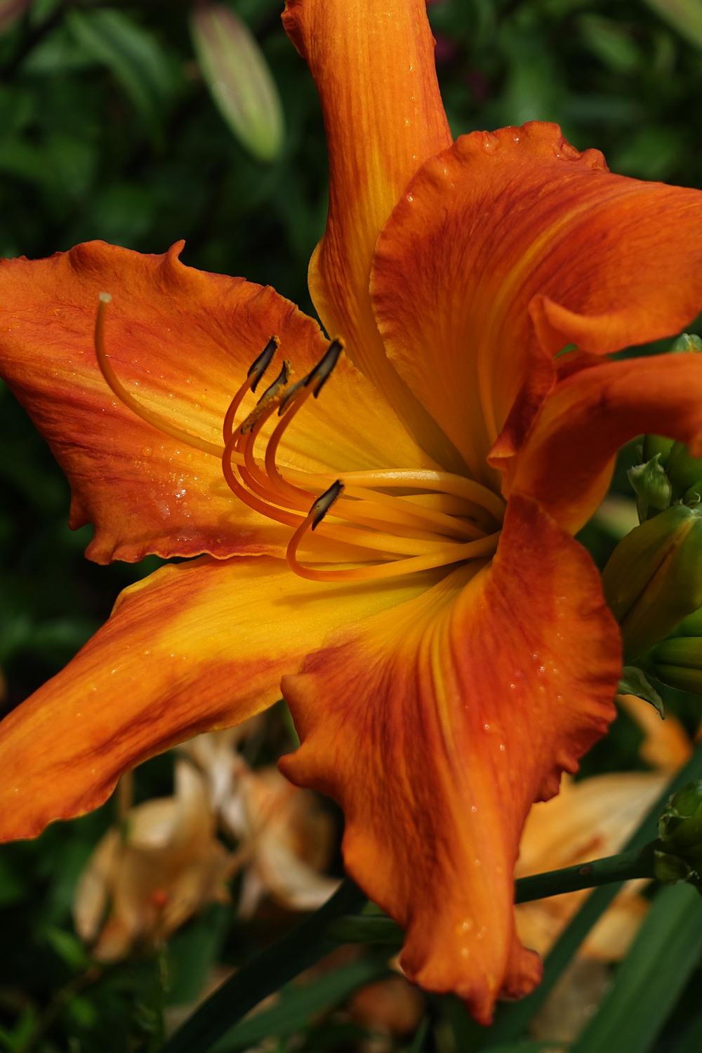 Daylily (Hemerocallis 'Supreme Scream') in the Daylilies Database ...