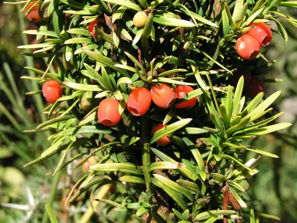 Photo of the fruit of Irish Yew (Taxus baccata 'Fastigiata') posted by ...
