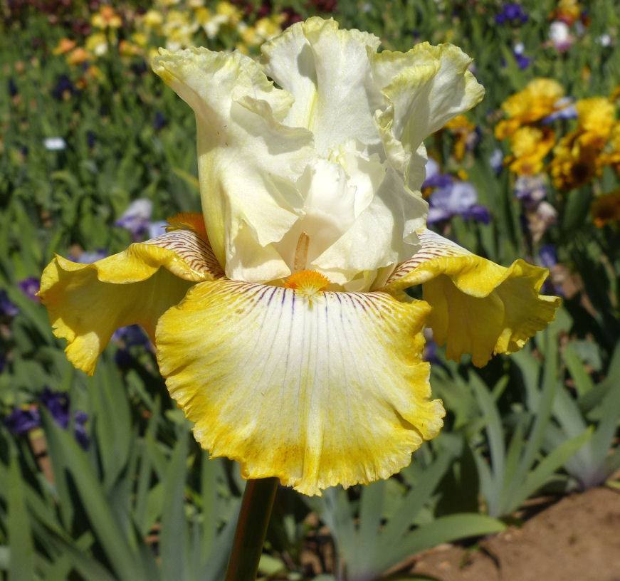 Photo of the bloom of Tall Bearded Iris (Iris 'Double Ringer') posted ...