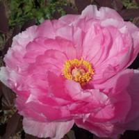 Photo of the entire plant of Japanese Tree Peony (Paeonia x ...