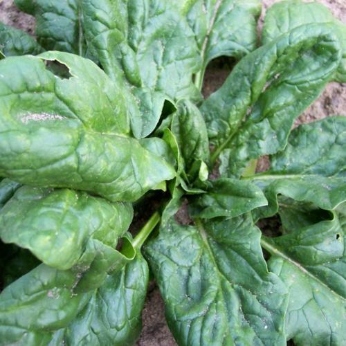 Spinach (Spinacia oleracea 'Giant Noble') in the Spinaches Database ...