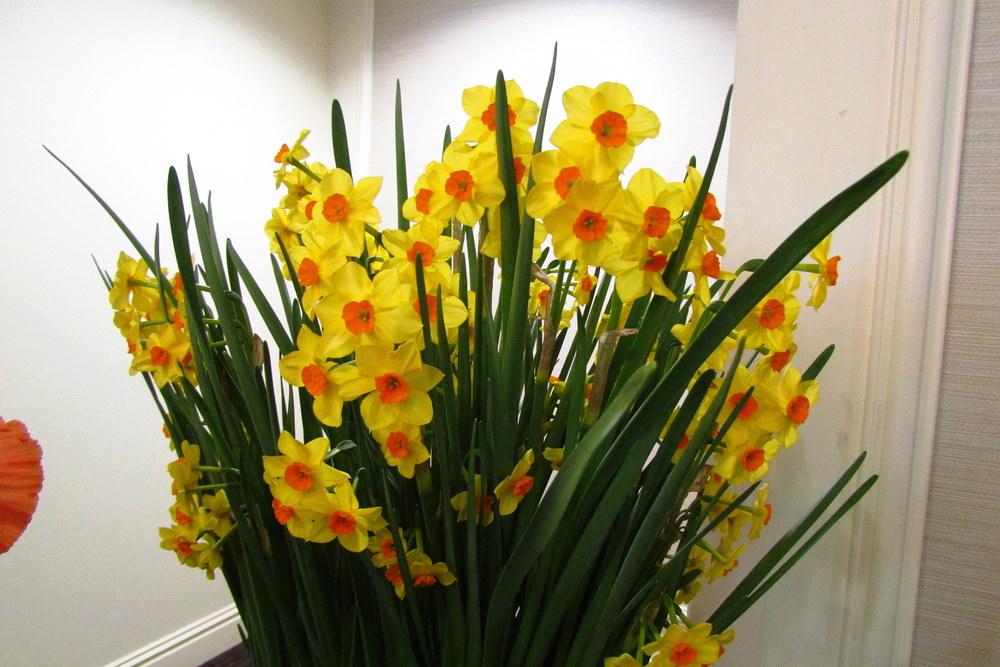 Photo of the bloom of Tazetta Daffodil (Narcissus 'Falconet') posted by ...