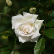 Rose (Rosa 'Innocence') in the Roses Database - Garden.org