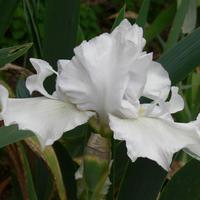 Photo of the bloom of Tall Bearded Iris (Iris 'Battlestar Atlantis') posted by janwax - Garden.org