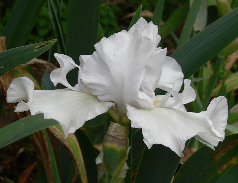 Photo of the bloom of Tall Bearded Iris (Iris 'Battlestar Atlantis') posted by janwax - Garden.org