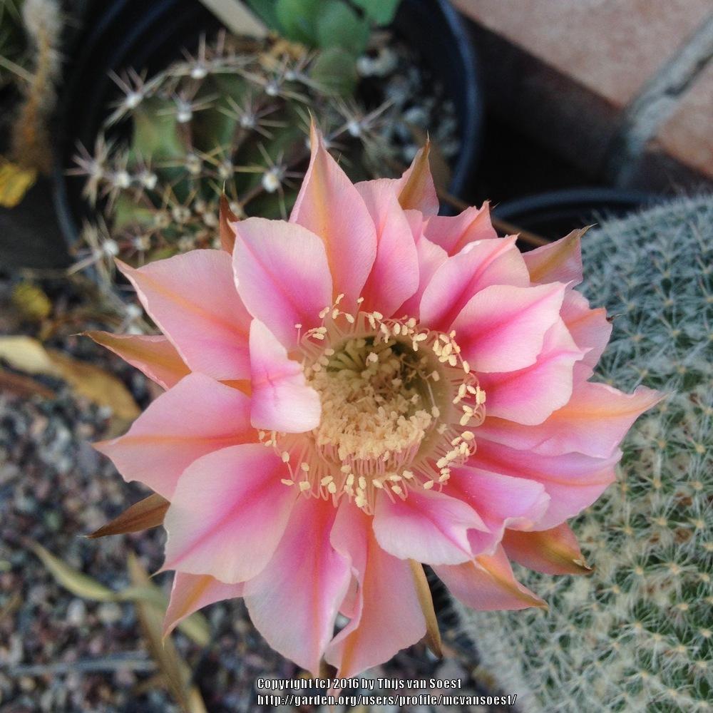 Echinopsis Hybrid (Echinopsis 'Marathon') - Garden.org
