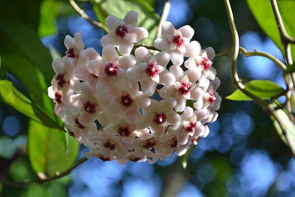 Hoyas: Plant Care and Collection of Varieties - Garden.org