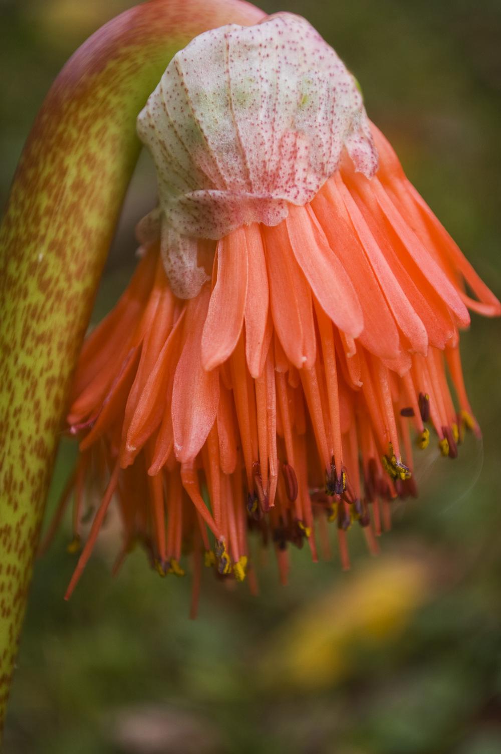 Blood Lilies: Plant Care and Collection of Varieties - Garden.org