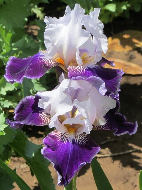 Tall Bearded Iris (Iris 'Night Magic') in the Irises Database - Garden.org