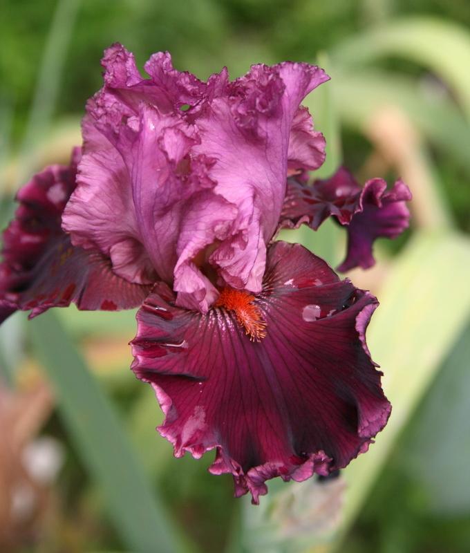 Photo of the bloom of Tall Bearded Iris (Iris 'Up in Flames') posted by ...