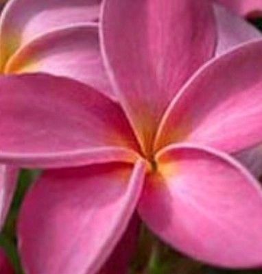 Plumeria (Plumeria rubra 'Key West Pink') in the Plumerias Database ...