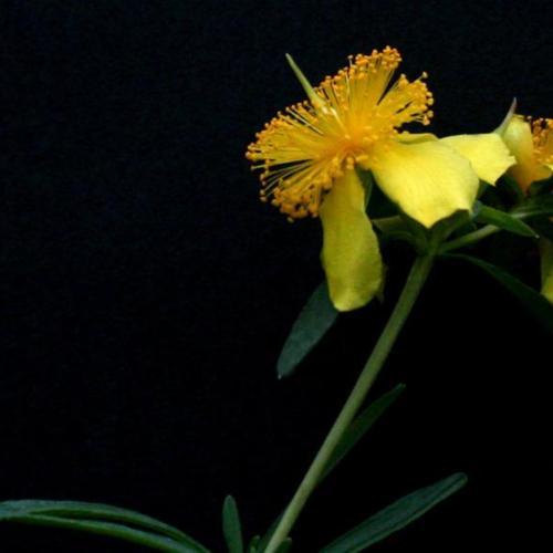 St. John's Wort (Hypericum kalmianum Blue Velvet™) - Garden.org