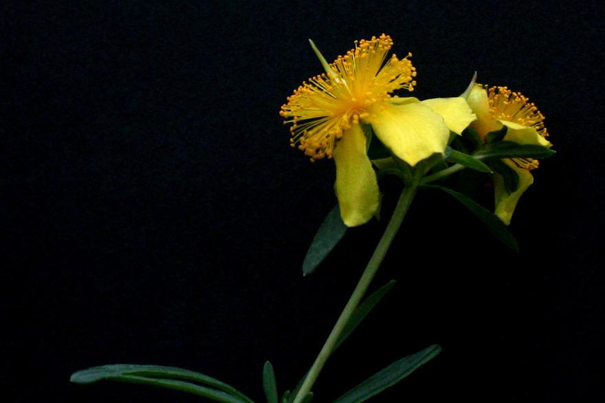 St. John's Wort (Hypericum kalmianum Blue Velvet™) - Garden.org