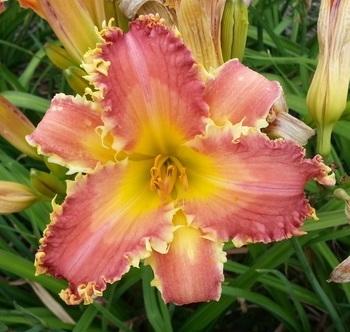 Daylily (Hemerocallis 'Sunset over Uluru') in the Daylilies Database ...