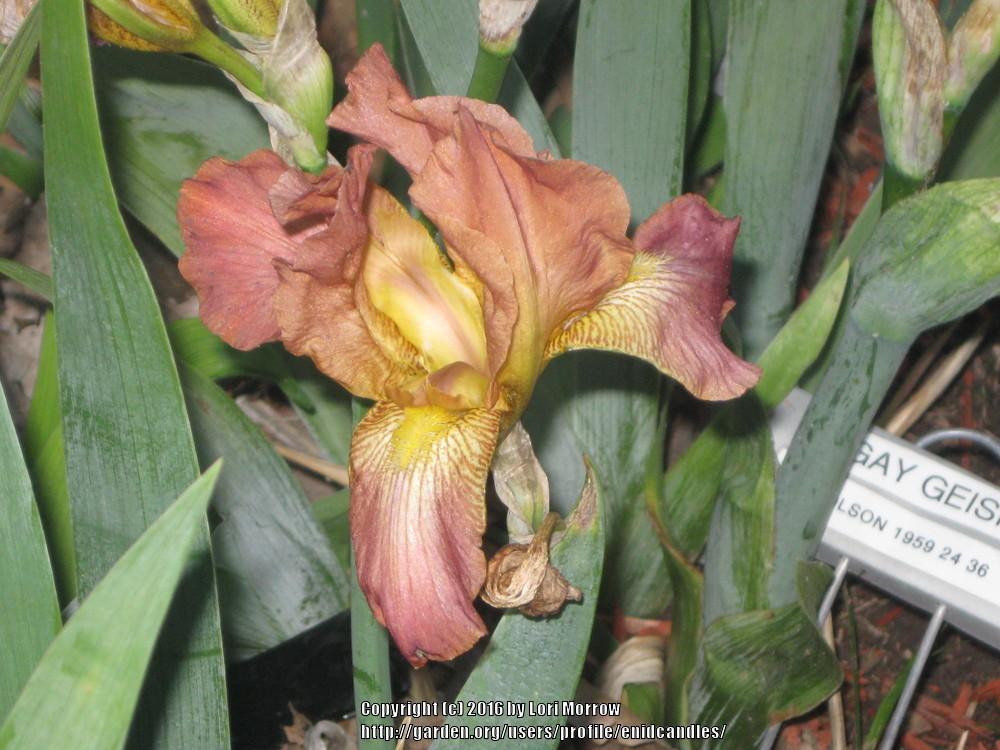 Tall Bearded Iris (Iris 'Copper Frills') in the Irises Database ...
