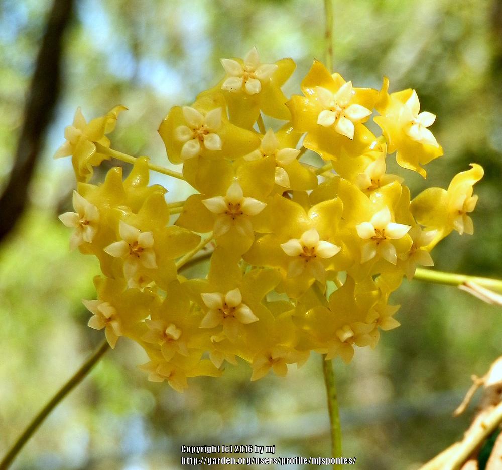 Hoyas: Plant Care and Collection of Varieties - Garden.org