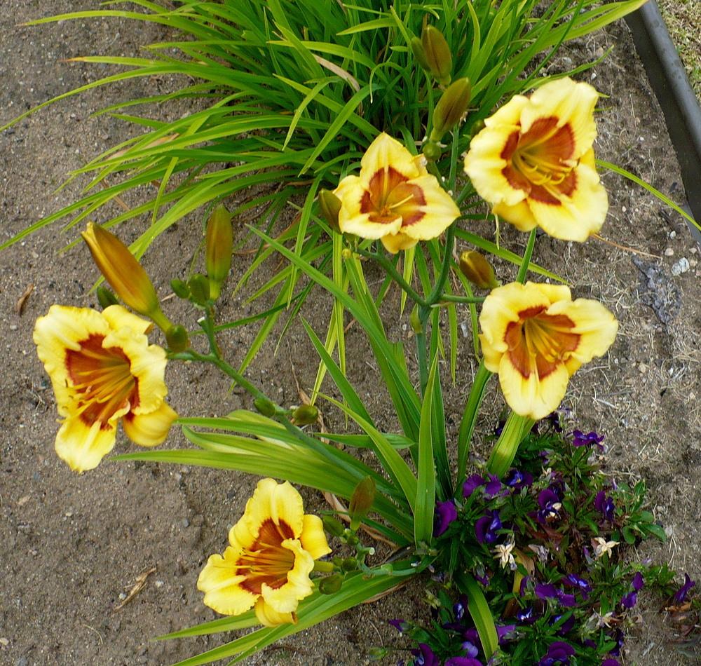 Photo of the entire plant of Daylily (Hemerocallis 'Jason Salter') posted by HemNorth - Garden.org