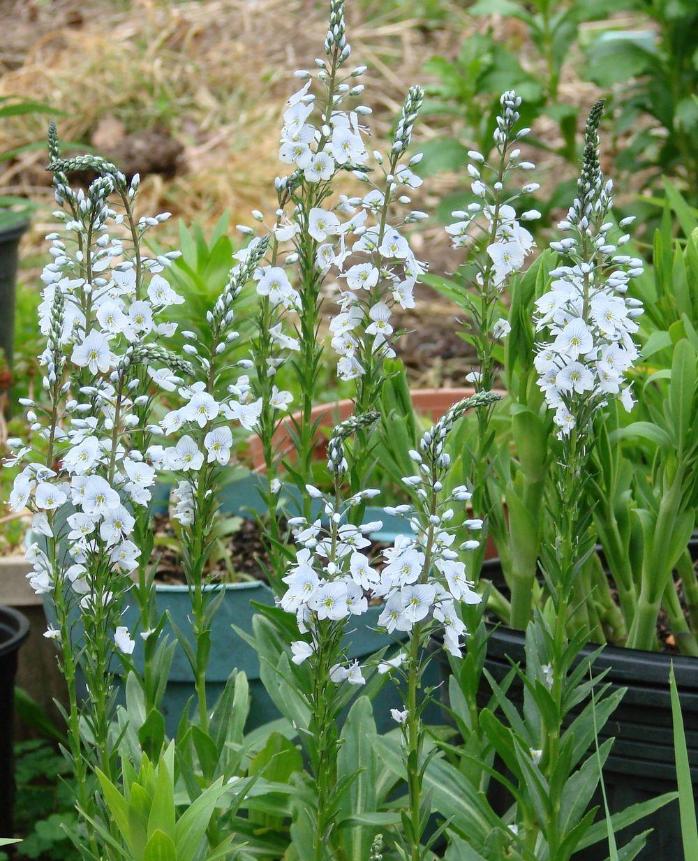 Photo of the entire plant of Gentian Speedwell (Veronica gentianoides ...