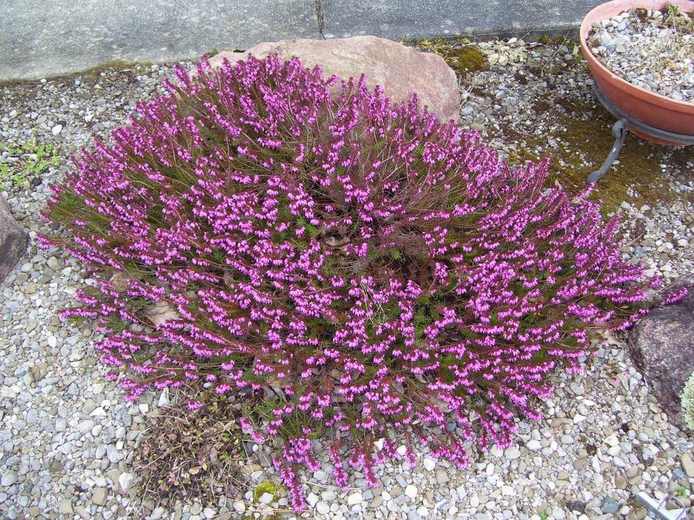 Spring Heath (Erica carnea 'Porter's Red') - Garden.org