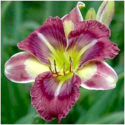 Photo of the bloom of Daylily (Hemerocallis 'Chinese Water Lily ...