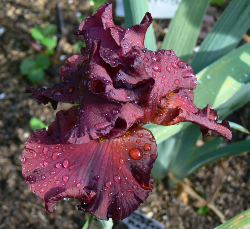 Photo of the bloom of Tall Bearded Iris (Iris 'Cardinal Rule') posted ...