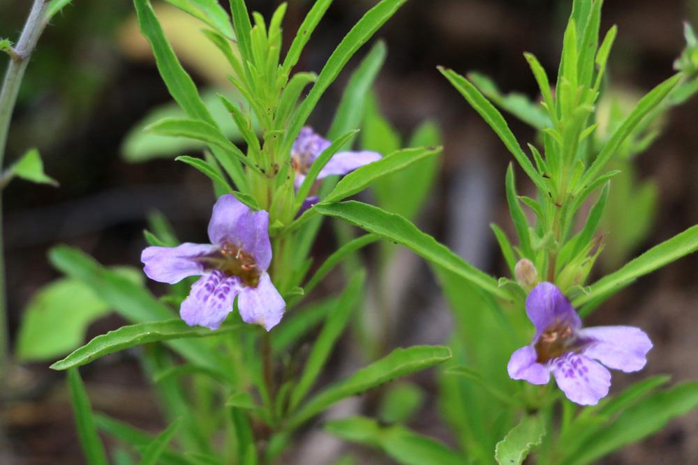 Photo of the bloom of Snake Herb (Dyschoriste linearis) posted by ...