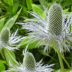 Alpine Sea Holly (Eryngium alpinum) - Garden.org