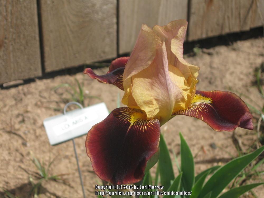 Let's See Some Historics in the Irises forum - Garden.org