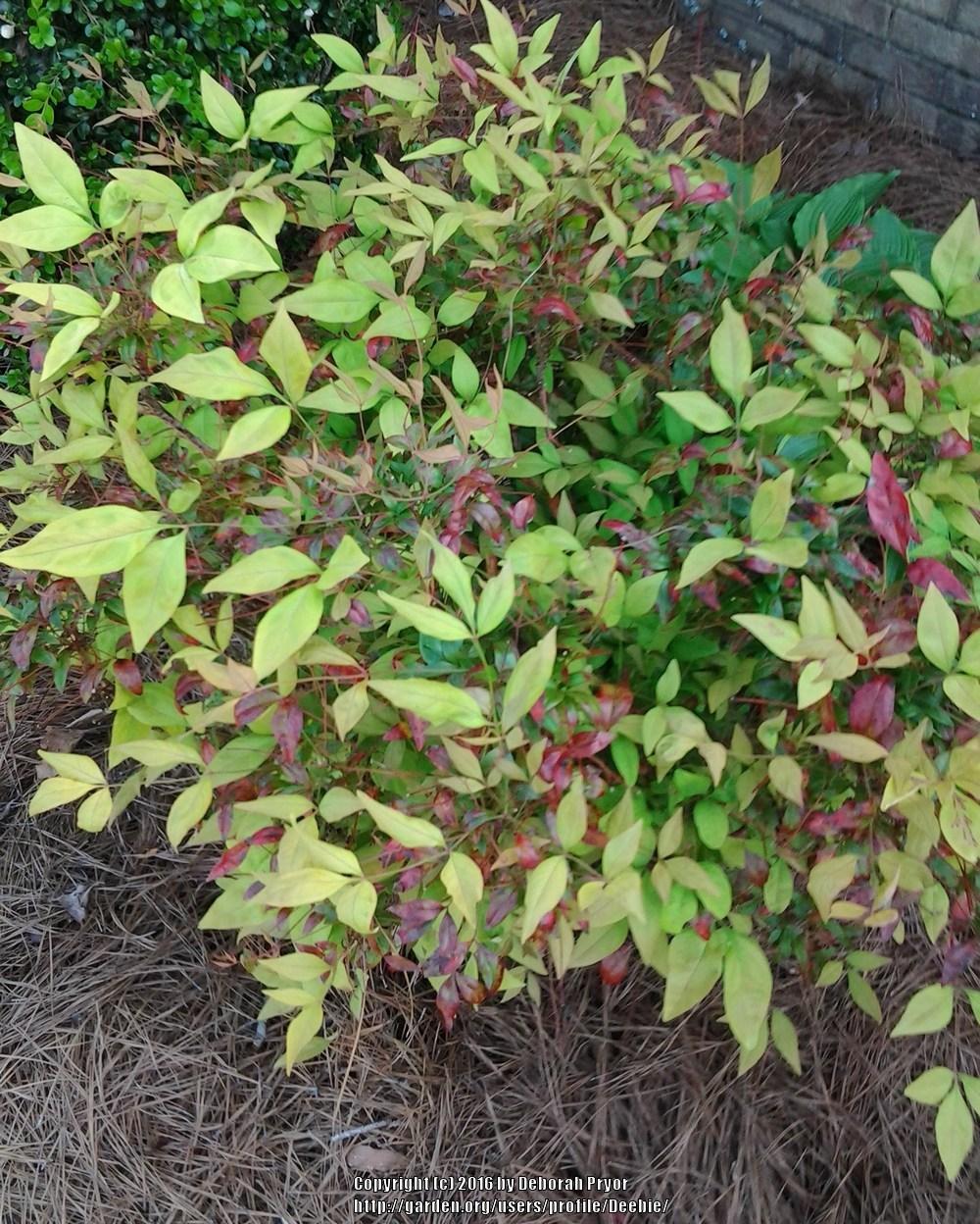 Photo of the leaves of Dwarf Nandina (Nandina domestica 'Compacta ...