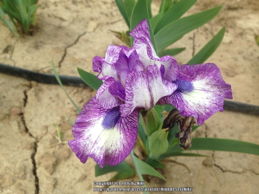 Photo of the bloom of Standard Dwarf Bearded Iris (Iris 'Lucky') posted ...