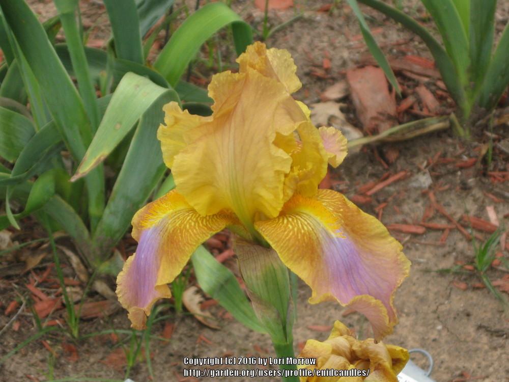 Tall Bearded Iris (Iris 'Lavender and Gold Lace') in the Irises ...