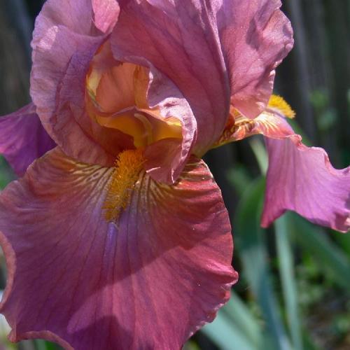 Tall Bearded Iris (Iris 'Raspberry Lady') in the Irises Database ...