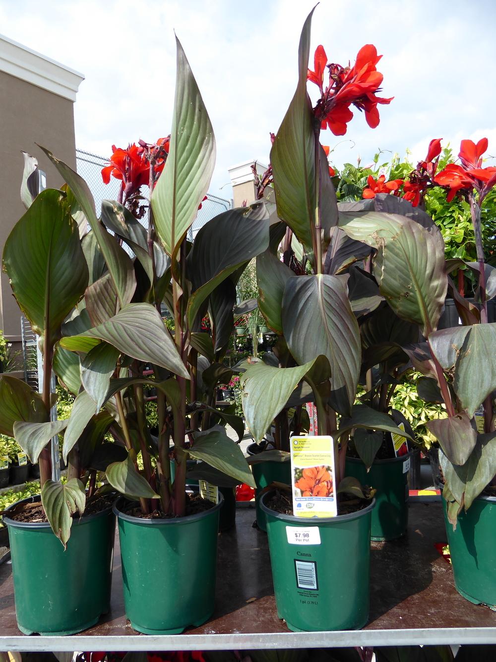 Photo of the entire plant of Canna (Canna x generalis Cannova® Bronze ...