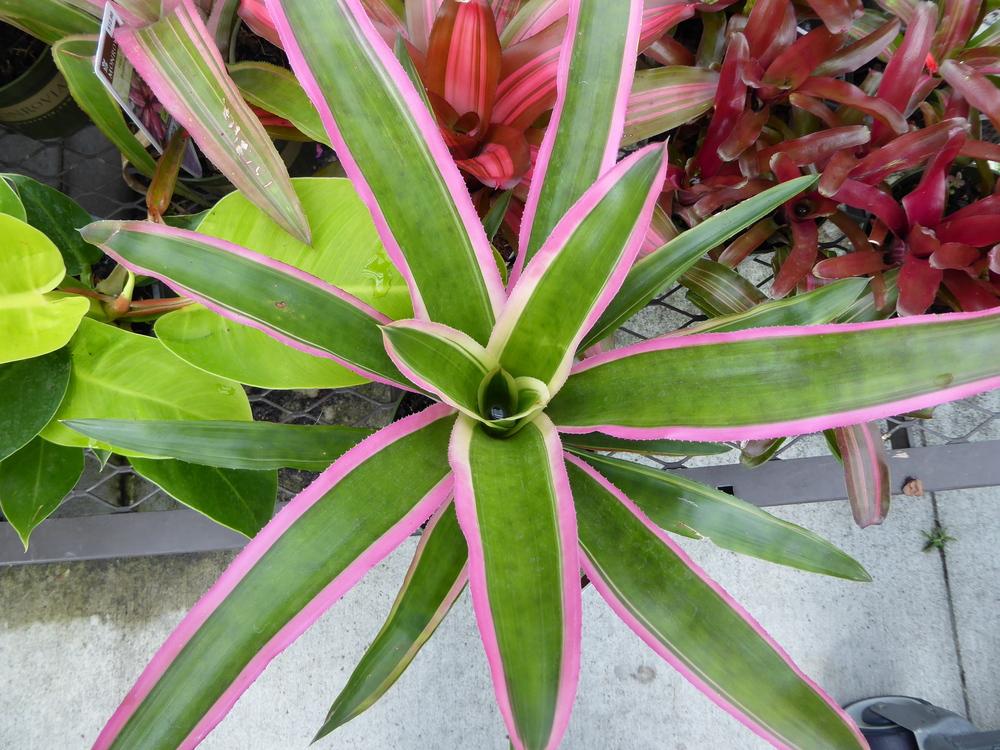 Photo of the entire plant of Bromeliad (Aechmea lueddemanniana 'Mend ...