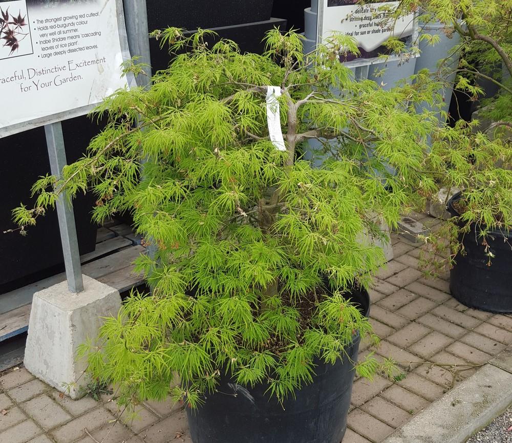 Photo of the entire plant of Japanese Maple (Acer palmatum 'Waterfall ...